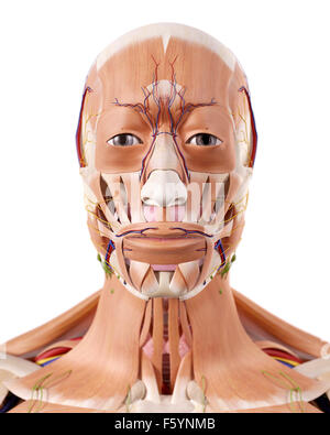 medically accurate illustration of the throat anatomy Stock Photo - Alamy