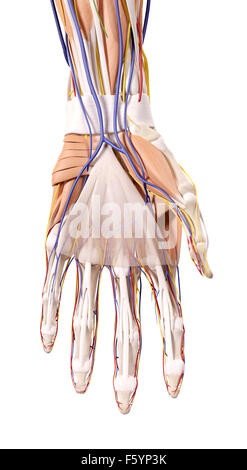 medically accurate illustration of the hand anatomy Stock Photo - Alamy