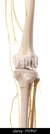 The nerves of the knee Stock Photo - Alamy