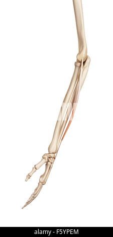 Extensor Digiti Minimi Muscle Anatomy Stock Photo - Alamy