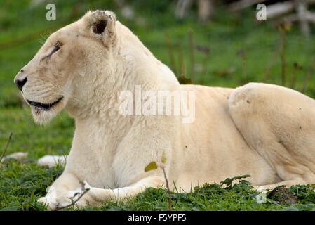 Kruger white lion Stock Photo - Alamy