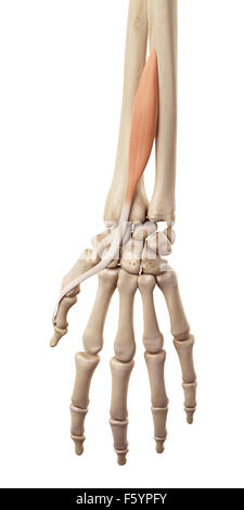 Extensor Pollicis Longus Anatomy Stock Photo - Alamy