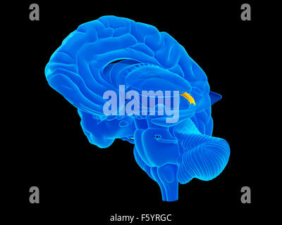 medically accurate illustration of the fornix Stock Photo - Alamy