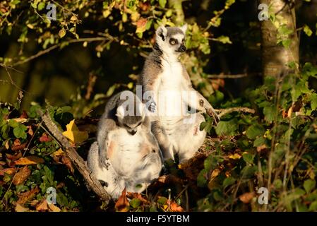 A lemur couple perched in the tree Stock Photo - Alamy