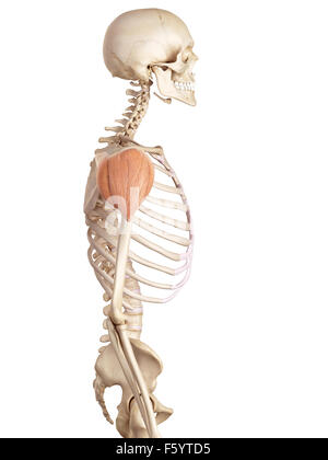 medical accurate illustration of the deltoid Stock Photo - Alamy