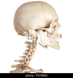 Illustration of the depressor septi nasi muscle Stock Photo - Alamy