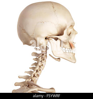 Illustration of the levator anguli oris muscle Stock Photo - Alamy