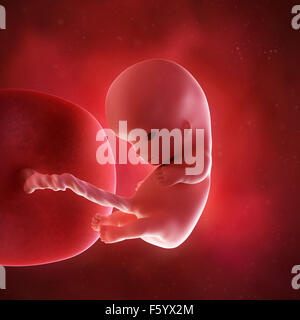 medical accurate 3d illustration of a fetus week 19 Stock Photo - Alamy