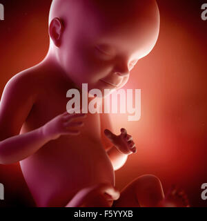 Fetal Development Week 28 Stock Photo: 56151121 - Alamy