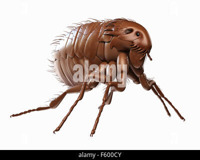 Illustration of cat flea (Ctenocephalides felis) identifying ...
