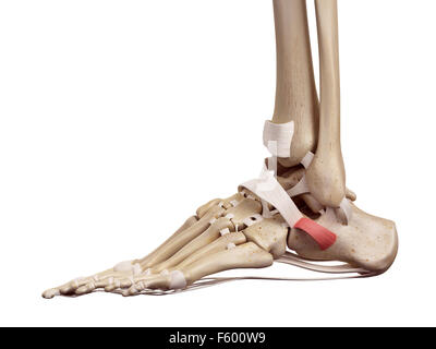 medical accurate illustration of the inferior peroneal retinaculum ...