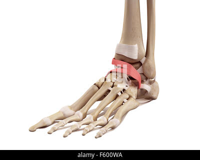 Human foot ligament (inferior extensor retinaculum) computer artwork ...
