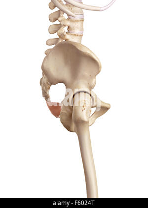 Illustration of the iliococcygeus muscle Stock Photo - Alamy