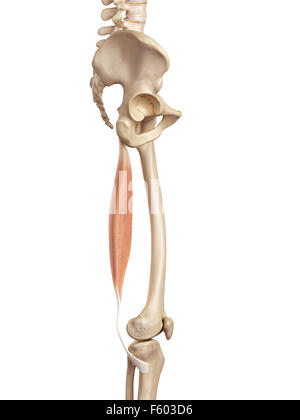 Semitendinosus muscle, illustration Stock Photo: 273701268 - Alamy