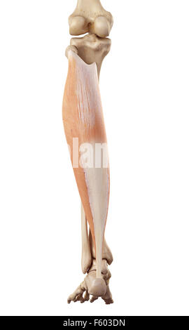 Illustration of the soleus muscle Stock Photo - Alamy