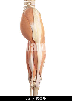 Upper Leg Muscles Stock Photo - Alamy