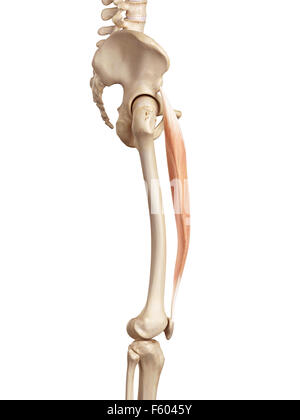 Illustration of the rectus femoris muscle Stock Photo - Alamy
