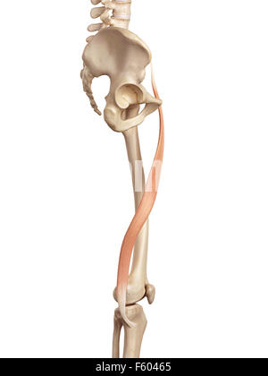 medical accurate illustration of the sartorius Stock Photo - Alamy