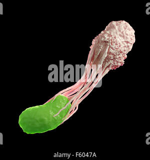 A white blood cell engulfing bacteria in process called phagocytosis ...