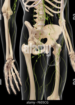 medically accurate illustration of the inguinal lymph nodes Stock Photo ...