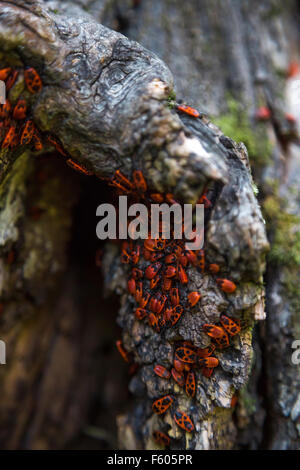 Group of red bugs are on old boards. The firebug, Pyrrhocoris apterus ...