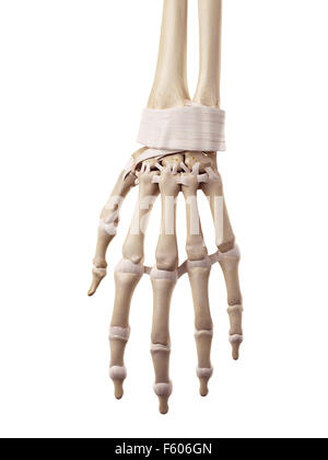 Ligaments of the human hand, illustration Stock Photo - Alamy
