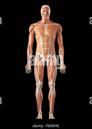 medical accurate illustration of the muscle system Stock Photo - Alamy