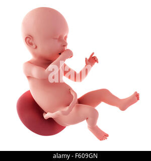 Human fetus at week 40, illustration Stock Photo - Alamy
