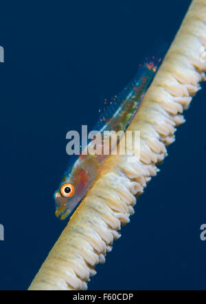 Whip coral goby (Bryaninops yongei). Underwater macro photography from ...