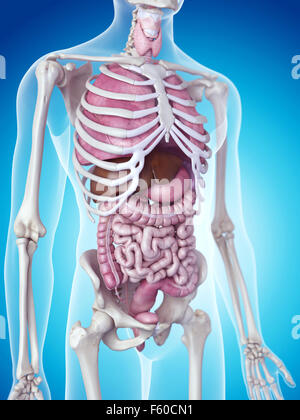 medically accurate illustration of the human organs Stock Photo - Alamy