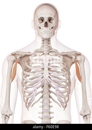 medically accurate muscle illustration of the coracobrachialis Stock ...