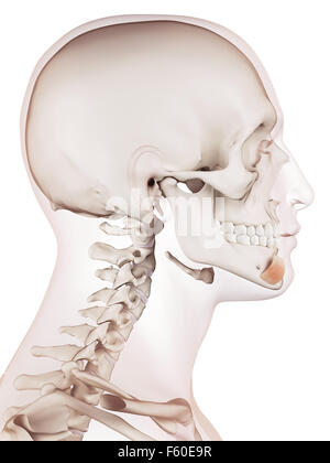 medically accurate muscle illustration of the depressor anguli oris ...