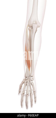 Human arm muscle (extensor digitorum), illustration Stock Photo - Alamy