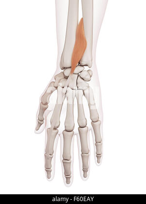 Illustration of the extensor indicis muscle Stock Photo - Alamy