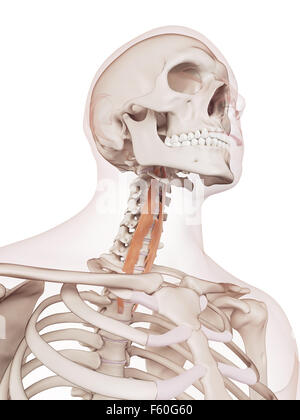 Illustration of the longus colli muscle Stock Photo - Alamy