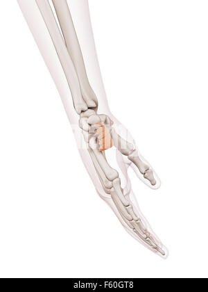 medically accurate muscle illustration of the palmaris brevis Stock ...