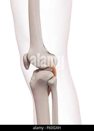 Illustration of the popliteus muscle Stock Photo - Alamy