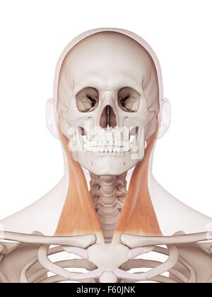 medically accurate muscle illustration of the sternocleidomastoid Stock ...