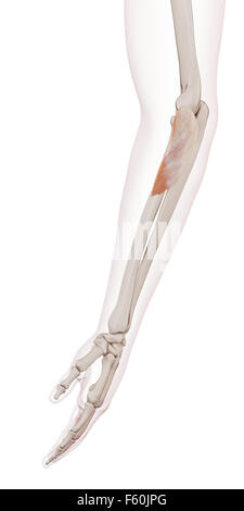 Human arm muscle (supinator), illustration Stock Photo - Alamy