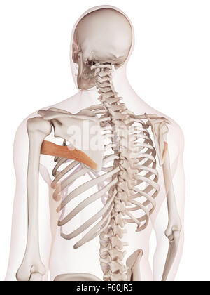 Illustration of the teres major muscle Stock Photo - Alamy