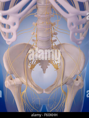 medically accurate illustration - nerves of the hip Stock Photo - Alamy