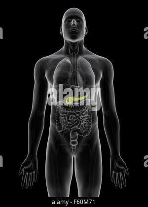 Human pancreas, illustration Stock Photo - Alamy