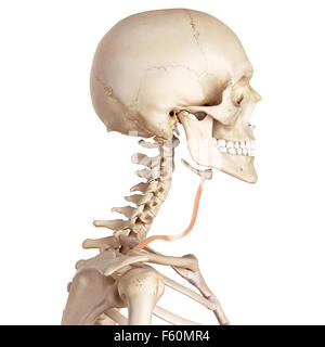 Illustration of the omohyoid muscle Stock Photo - Alamy
