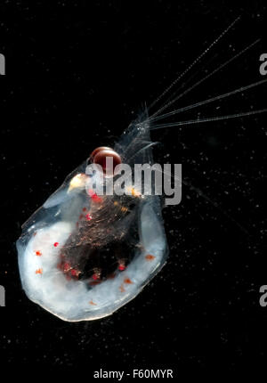 Antarctic krill Euphausia superba in the waters off the western ...