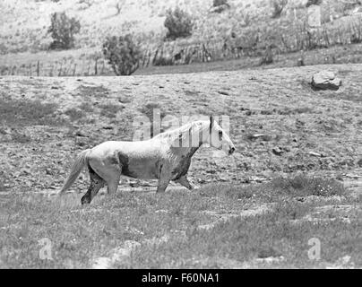 A Medicine Hat stallion, the leader of a herd of wild Spanish Barb ...