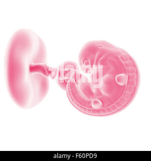 Human embryo at week 6, illustration Stock Photo - Alamy
