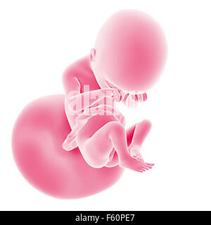 Human fetus at week 19, illustration Stock Photo - Alamy