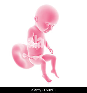 Human fetus at week 31, illustration Stock Photo - Alamy