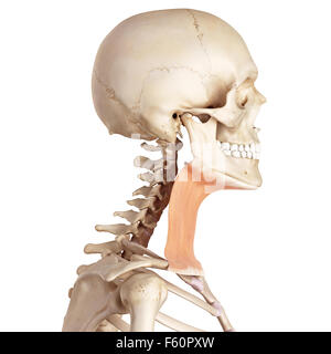 Illustration of the platysma muscle Stock Photo - Alamy