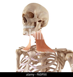 Illustration of the platysma muscle Stock Photo - Alamy